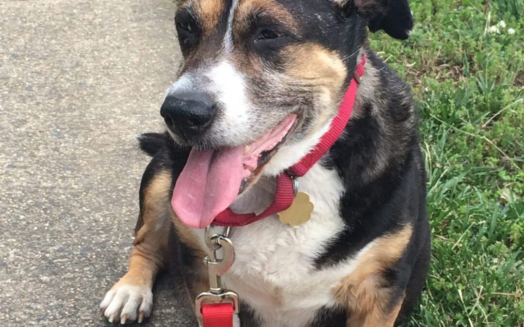 Bob Memorial Photo | A Forever Home Rescue Foundation