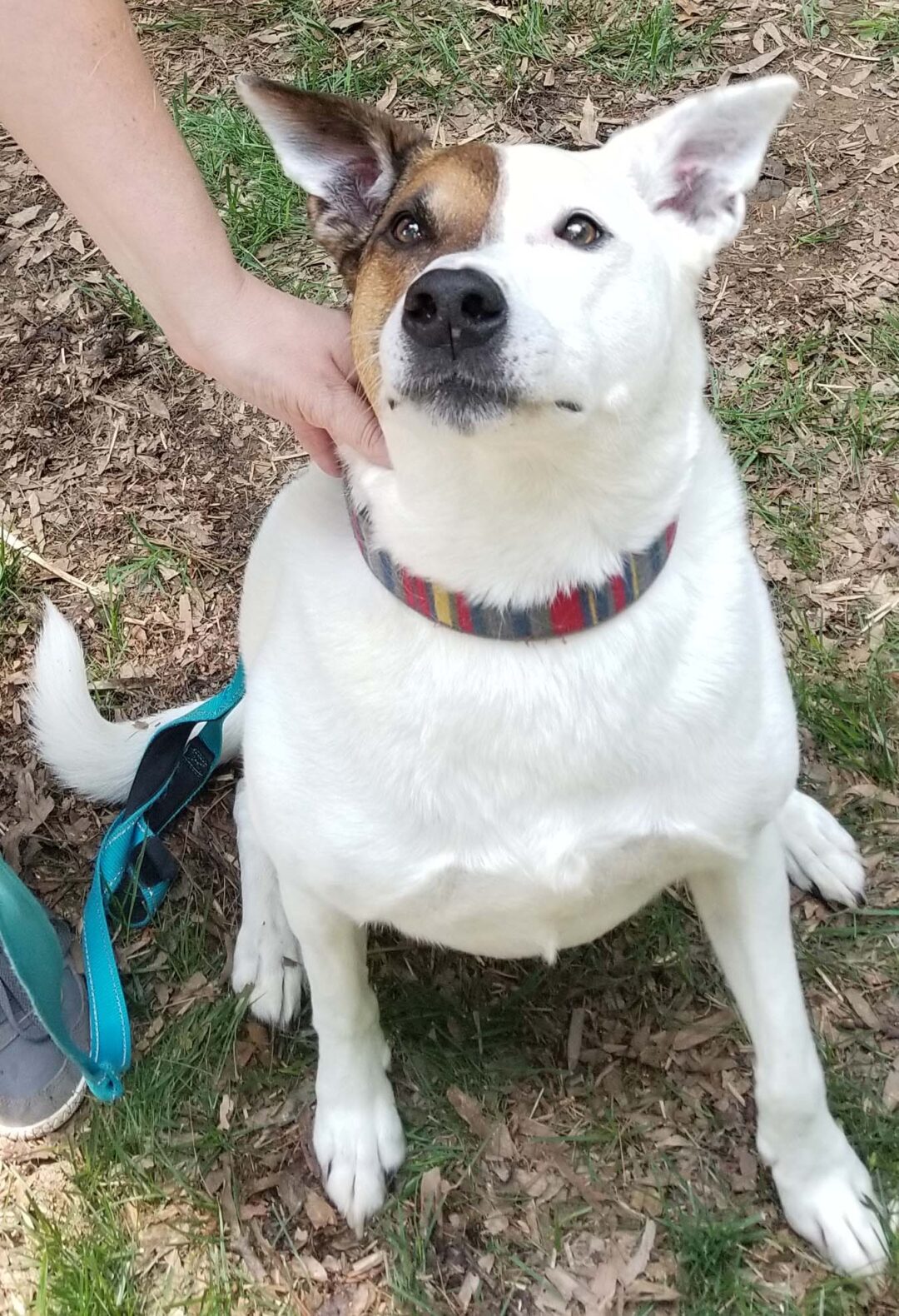 Paws In The Park | A Forever Home Rescue Foundation